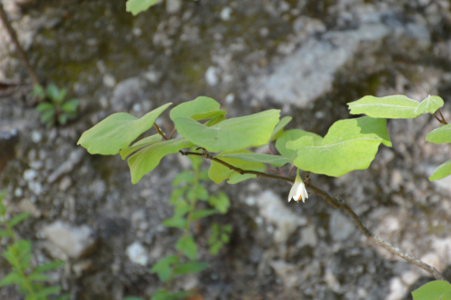 Styrax platanifolius_百度百科