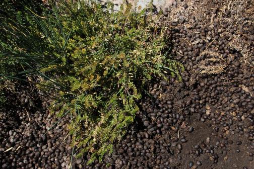 Lepidium africanum_百度百科