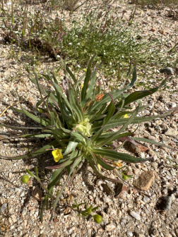 Tetrapteron palmeri_百度百科