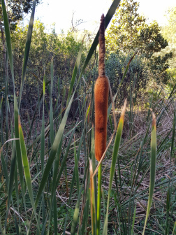 Typha capensis_百度百科