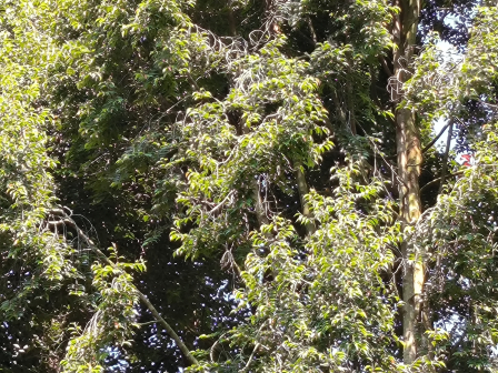 Dryobalanops aromatica_百度百科