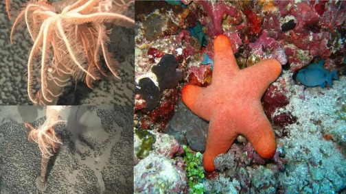 派大星（深海共生海星新物种）_百度百科