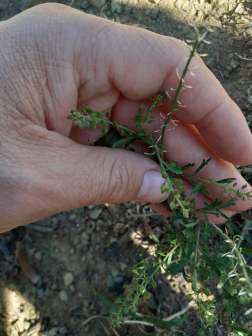 Lepidium africanum_百度百科