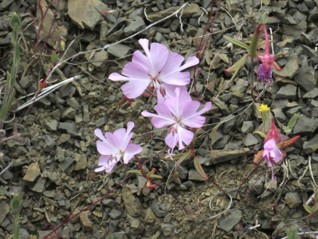 Clarkia breweri_百度百科