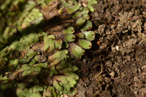 反向疣冠苔_百度百科