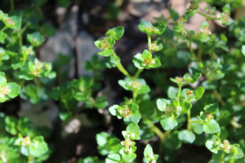 Chrysosplenium americanum_百度百科