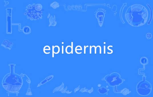 epidermis_百度百科