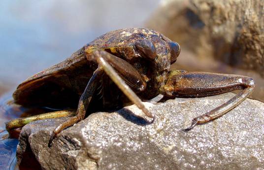 负子蝽_百度百科