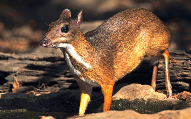 小鼷鹿：是鼠是鹿还是兔？_百科TA说