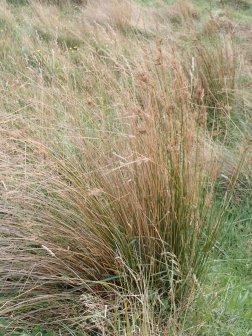 Juncus sarophorus_百度百科