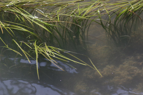 Zostera capensis_百度百科