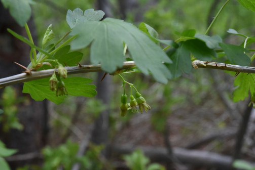 Ribes inerme_百度百科