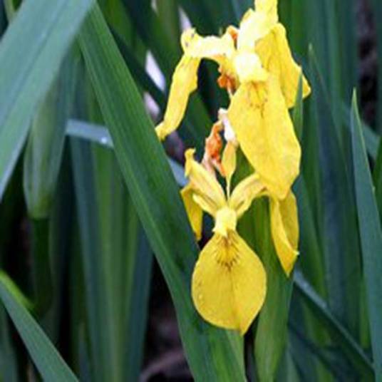 Iris maackii（鸢尾科植物）_百度百科
