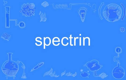 spectrin_百度百科