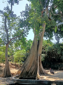 Ficus albipila_百度百科