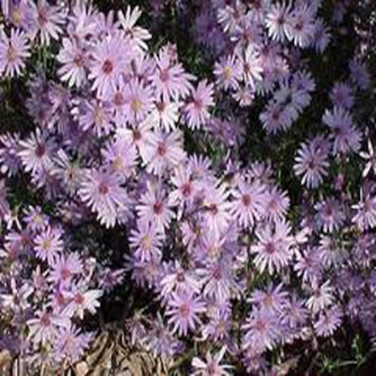 Aster 'Little Carlow'_百度百科