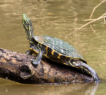 尼加拉瓜彩龟_百度百科