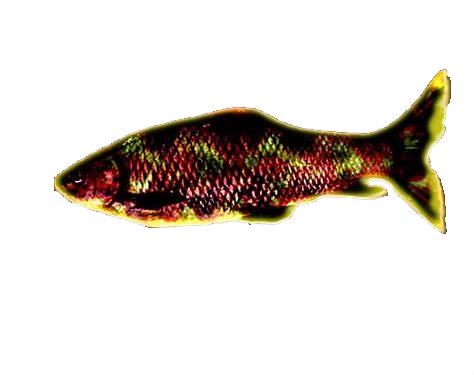 SCP-788_百度百科