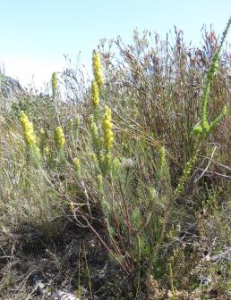 Cyclopia alopecuroides_百度百科