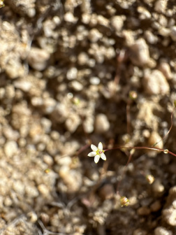 Nemacladus sigmoideus_百度百科