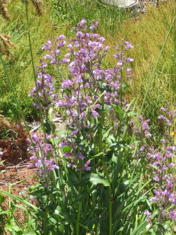 Penstemon rattanii_百度百科