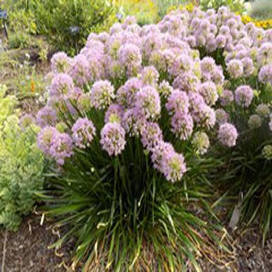 Allium 'Millenium'_百度百科