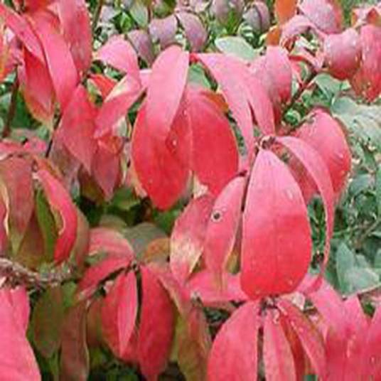 Euonymus alatus 'Rudy Haag'_百度百科