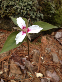 Trillium undulatum_百度百科