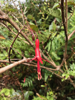 Fuchsia brevilobis_百度百科