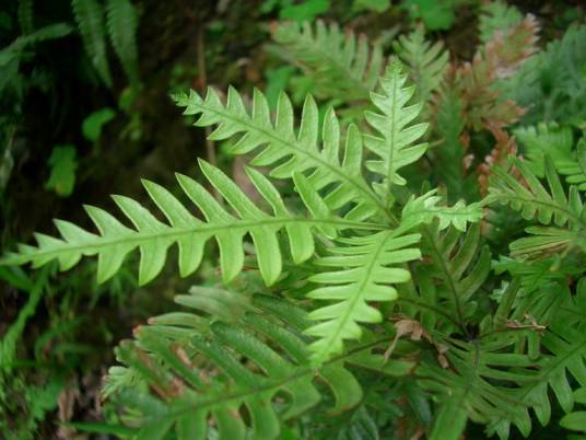 三角叶假冷蕨_百度百科