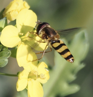 宽带优蚜蝇_百度百科