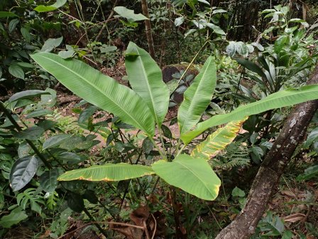 Musa banksii_百度百科