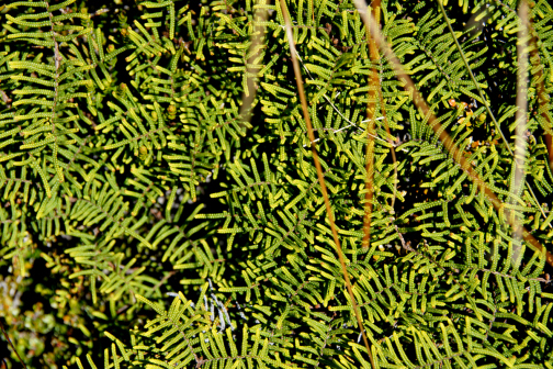 Gleichenia alpina_百度百科