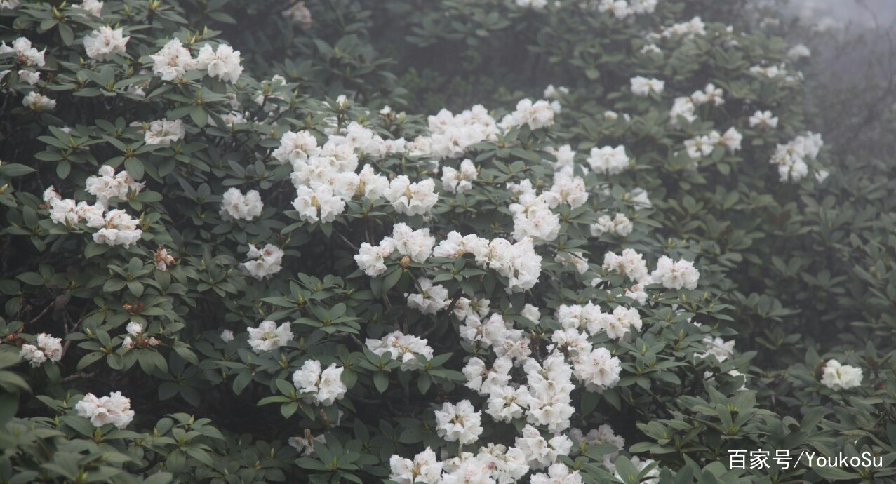 大理苍山迎来野生杜鹃花最佳观赏期！_百科TA说