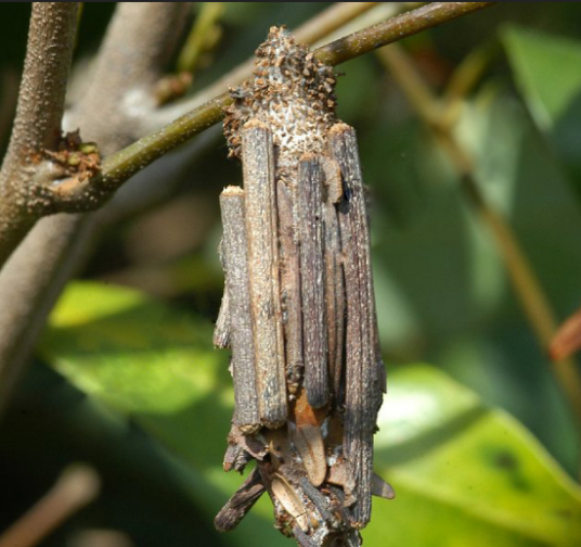 马醉木卷蛾_百度百科