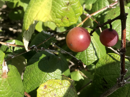 Vitis mustangensis_百度百科