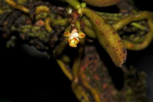 Smithsonia straminea_百度百科