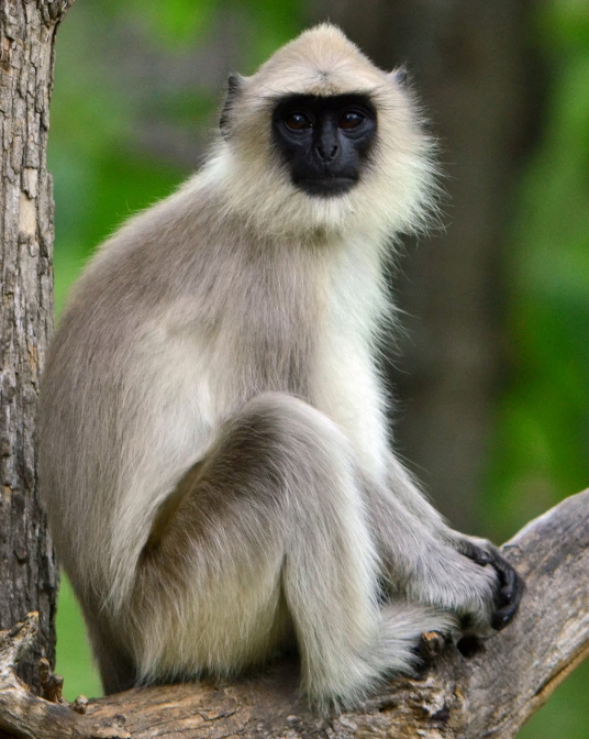 肖氏乌叶猴_百度百科