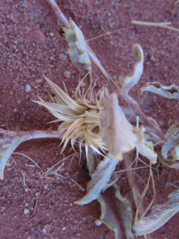 Dicoma capensis_百度百科