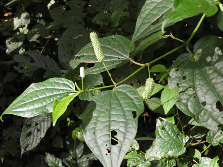 Piper capense_百度百科