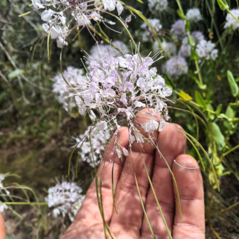 Warea amplexifolia_百度百科