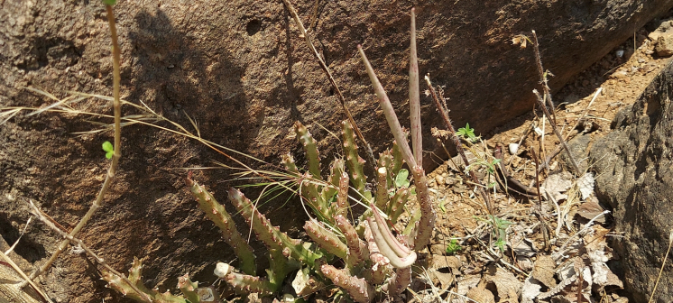 Caralluma fimbriata_百度百科