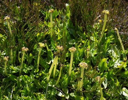 Caltha introloba_百度百科