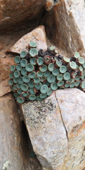 Conophytum crateriforme_百度百科