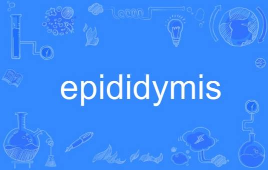 epididymis_百度百科