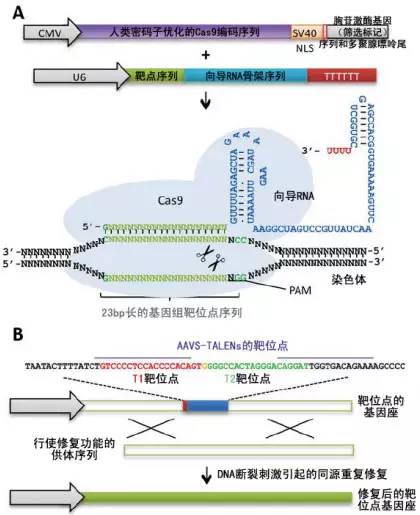 基因组编辑三大利器：TALEN、ZFN和CRISPR/Cas_百科TA说