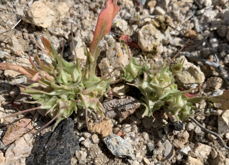 Tetrapteron palmeri_百度百科