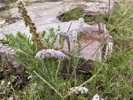 Selago alopecuroides_百度百科