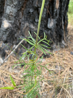 Penstemon dissectus_百度百科