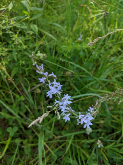 密穗半边莲_百度百科